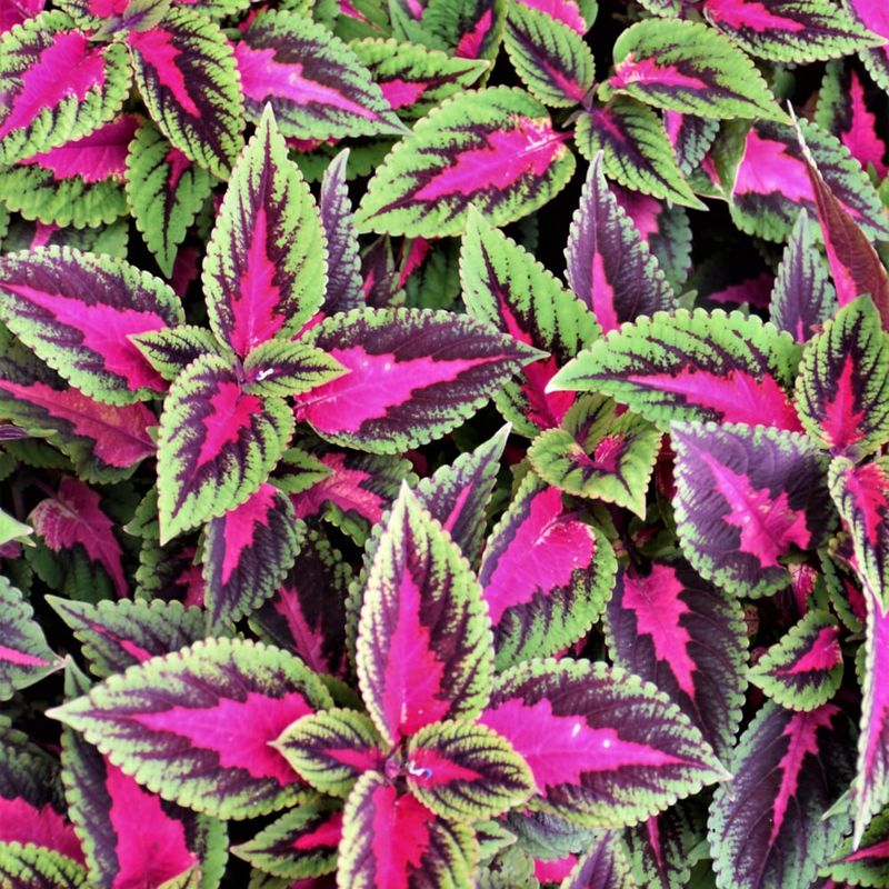Coleus - Main Street Ruby Road