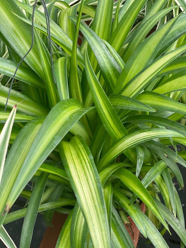 Chlorophytum Hawaiian (green edge) Spider Plant