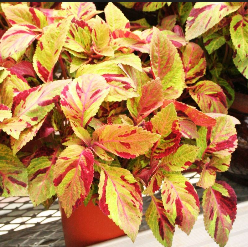 Coleus - Premium Sun Mighty Mosaic