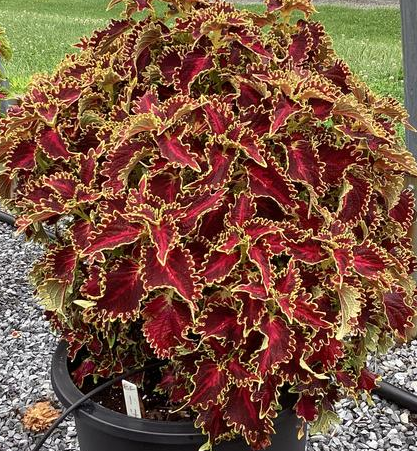 Coleus - Solar Flare