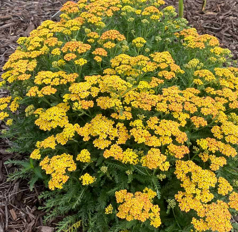 Achillea (Yarrow) - Milly Rock Yellow Terracotta