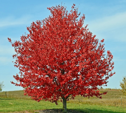 Maple - Red Rocket Maple - #5