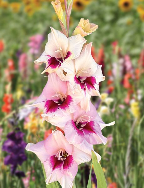 Gladiolus - Dutch Amber Mystique - Pack of 8