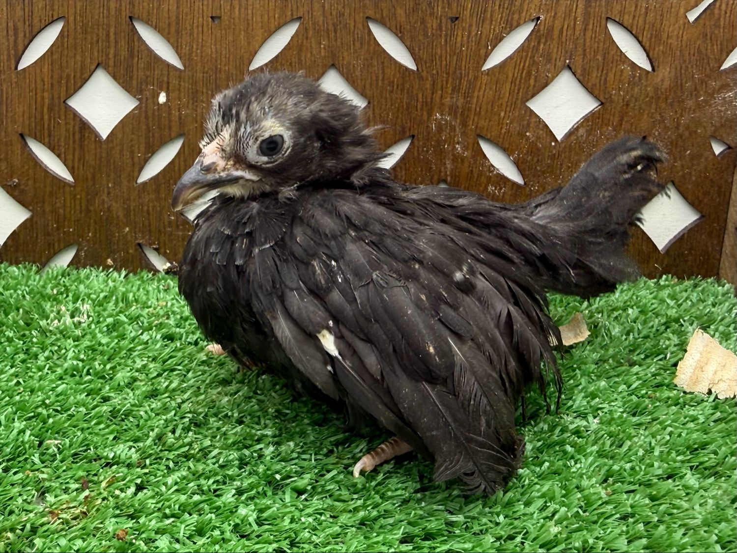 Possible Pullet