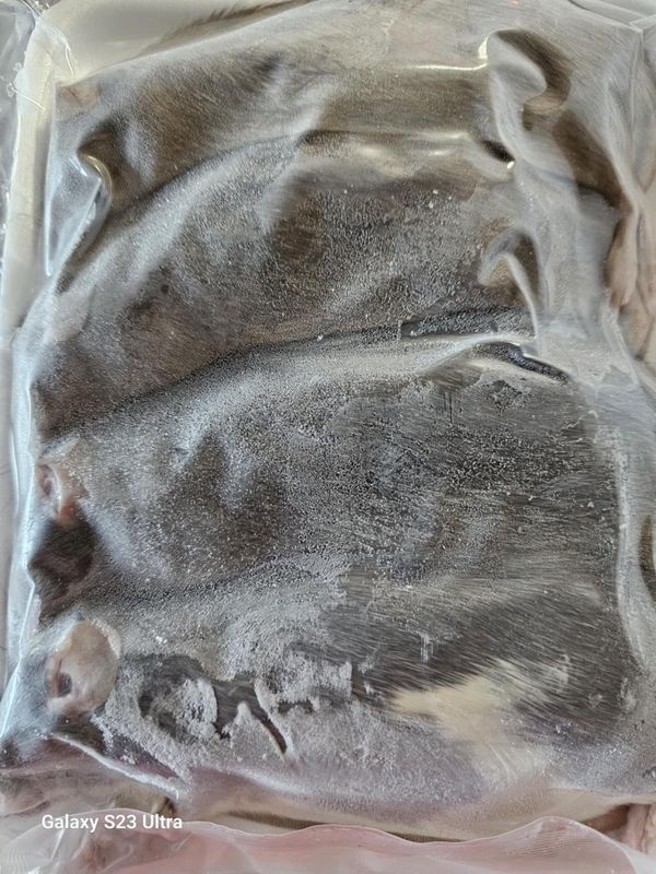 Large Frozen Rats