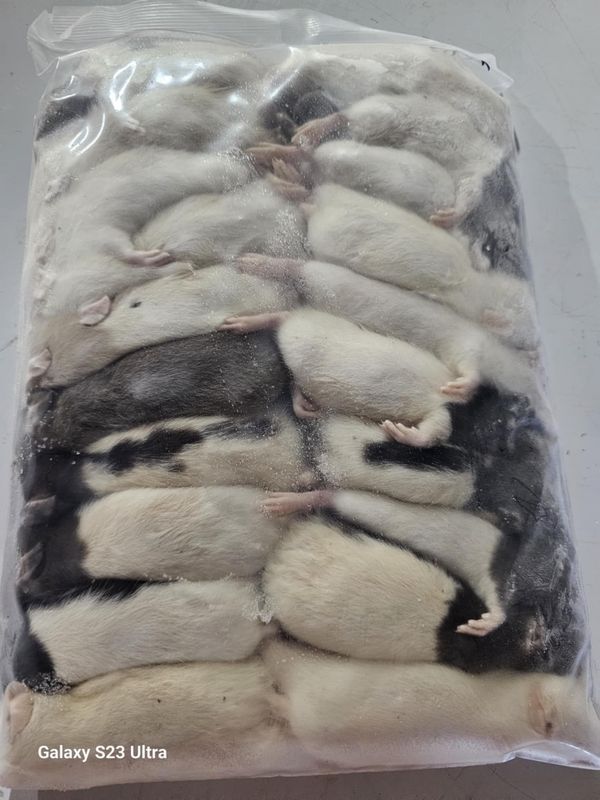 Small Frozen Rats