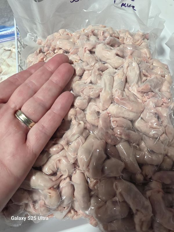frozen Pinkie mice