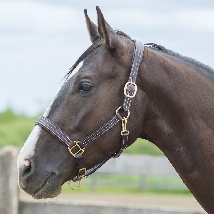 GER-RYAN - Licou Bromont Padded & Brass Brun