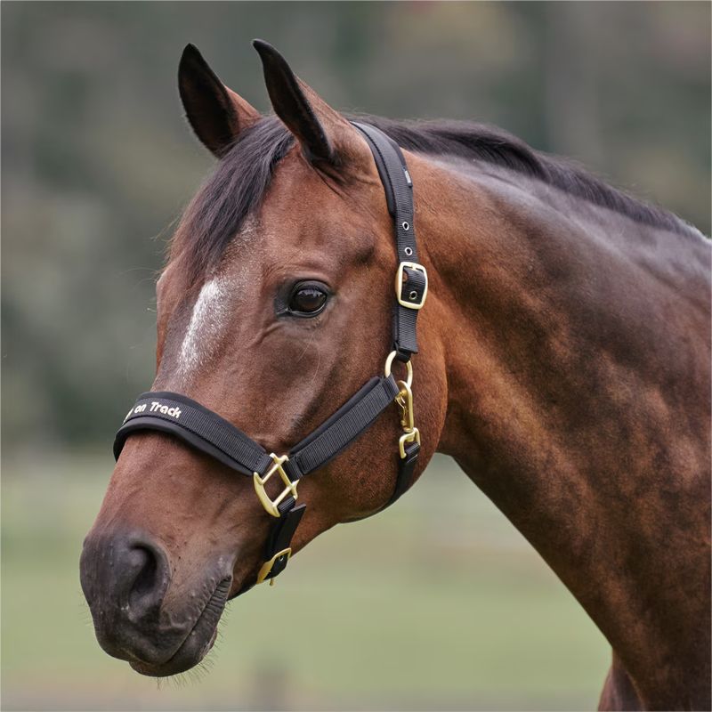 Licou pour chevaux