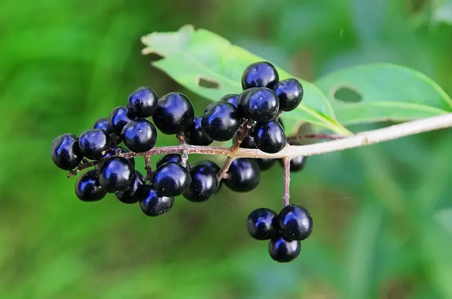 Huckleberries – Shop – Forbes Farmstead Market