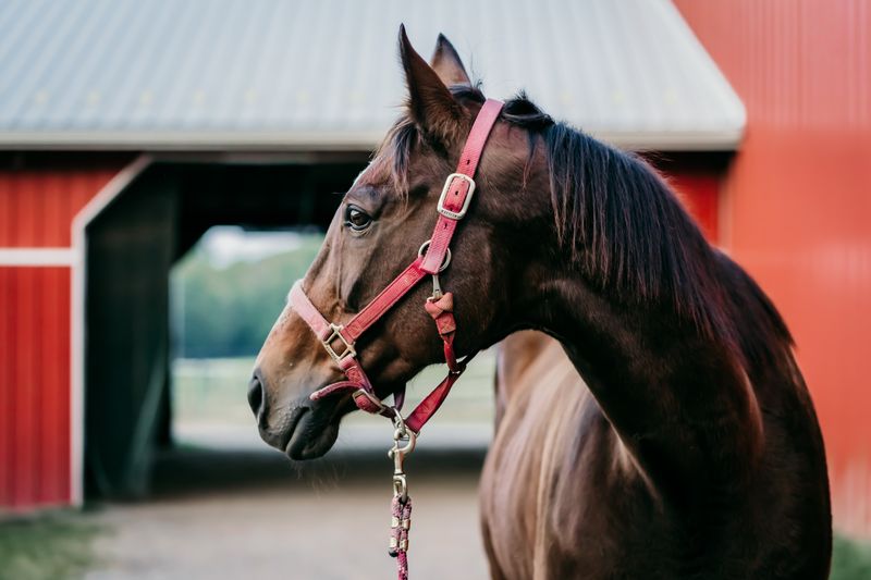 Stable & Vet