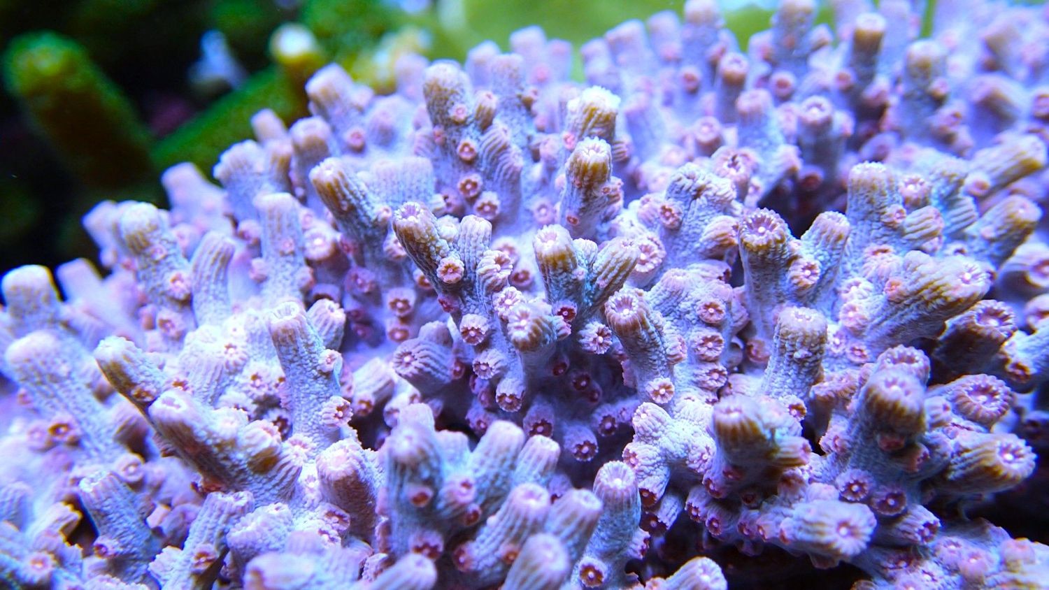 Cyphastrea Coral UK | Encrusting LPS