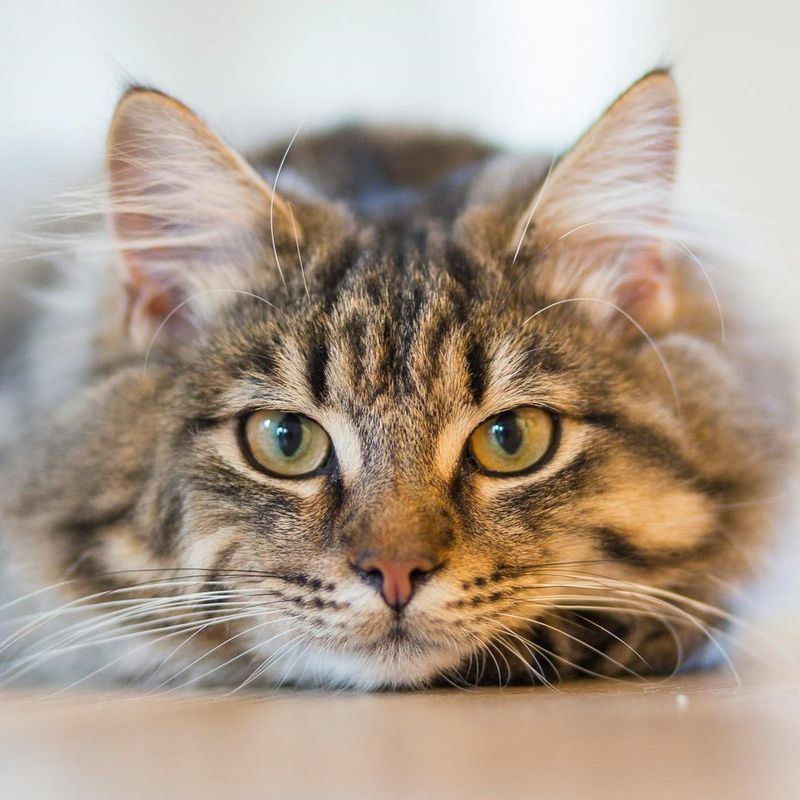 Cat Specific