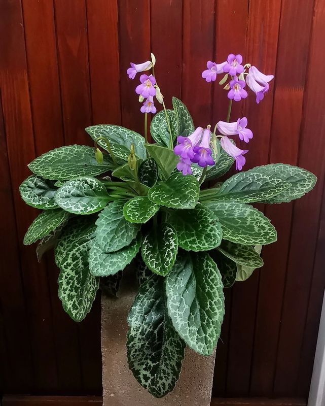 Primulina Pretty Turtle