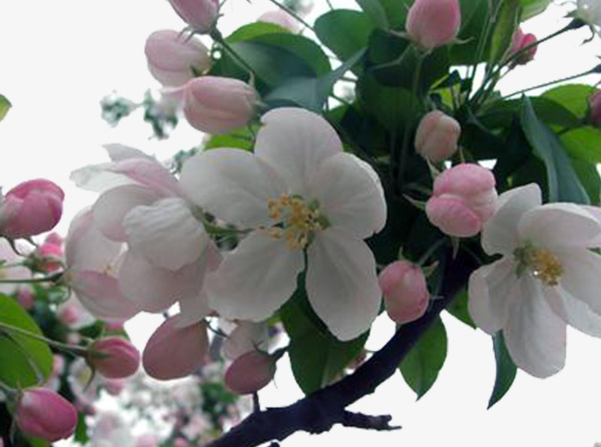苹果花茶 100gm Apple Flower Tea