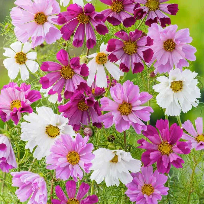 Cosmos Starter Plug