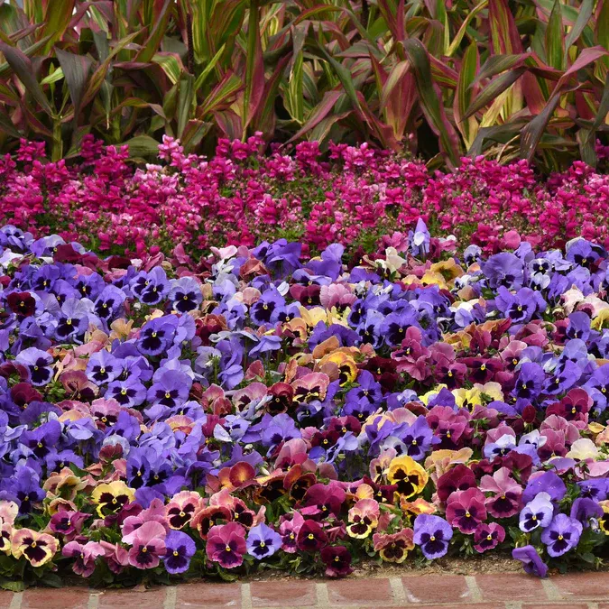 Pansy Starter Plug