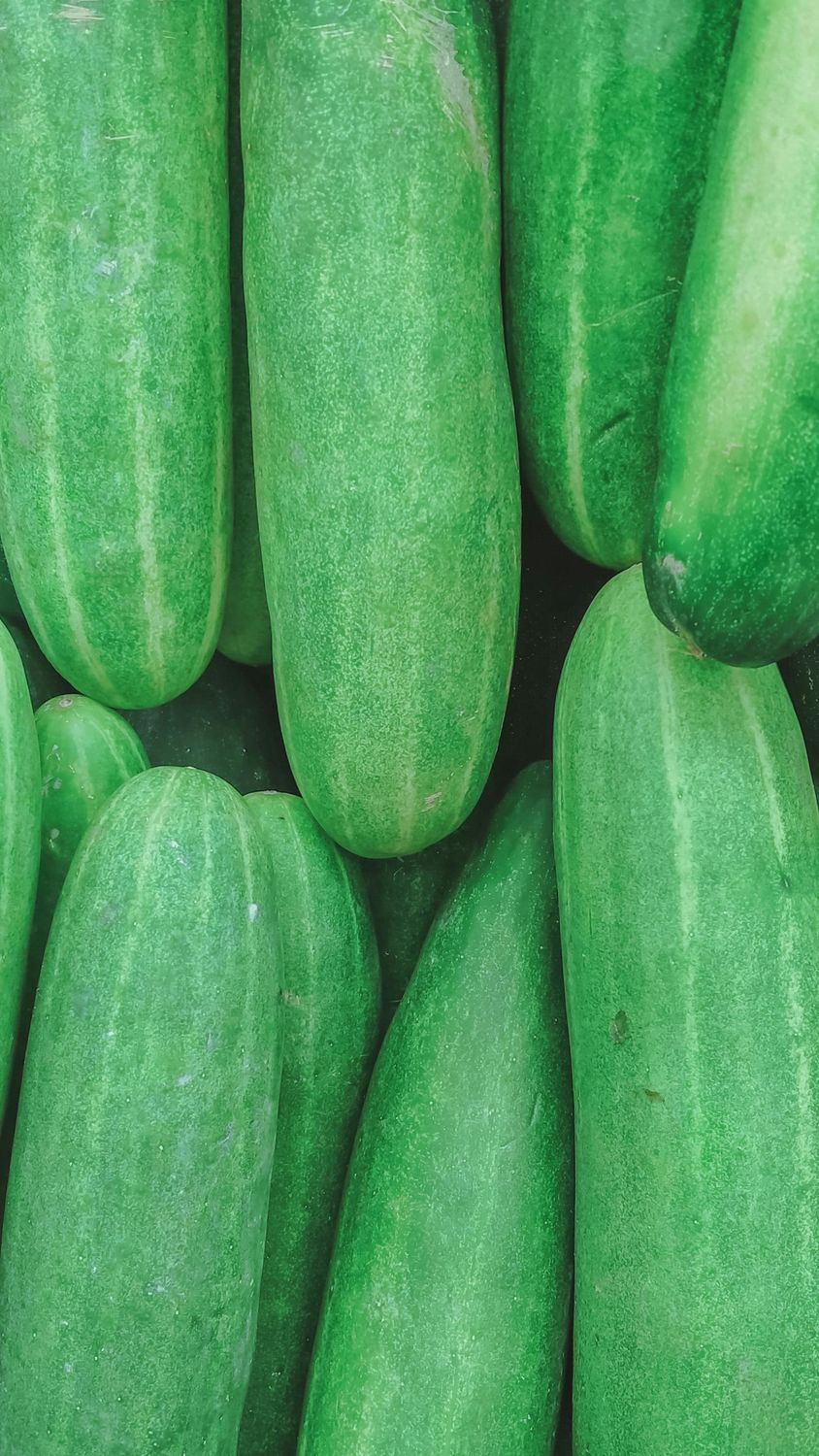 Slicer Cucumbers