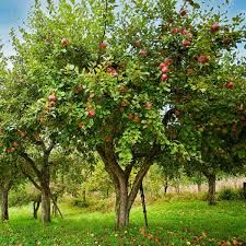Apple Combo Early Red One & Golden Delicious - Store - Plant Growers Market