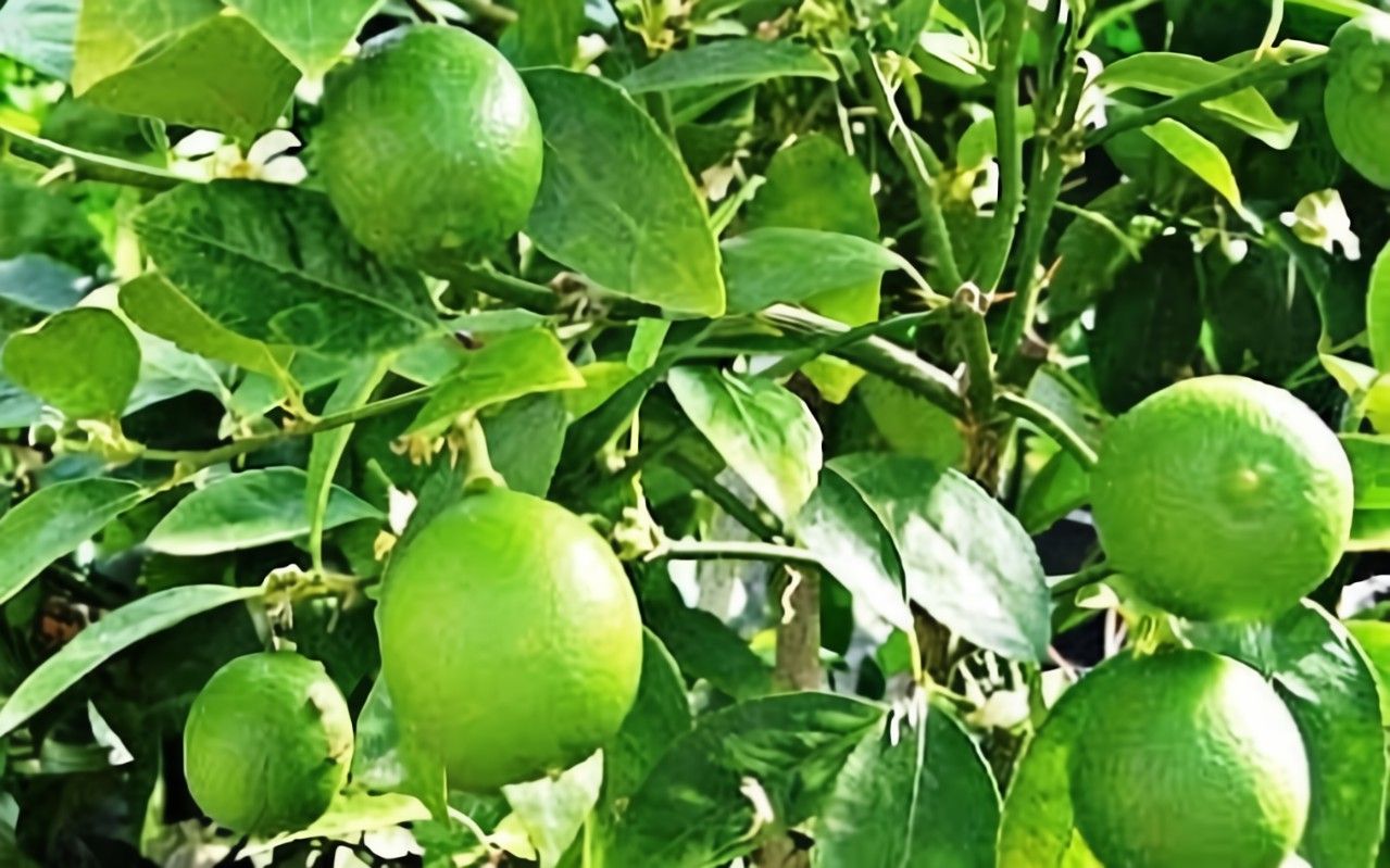 West Indian Key lime - Store - Plant Growers Market