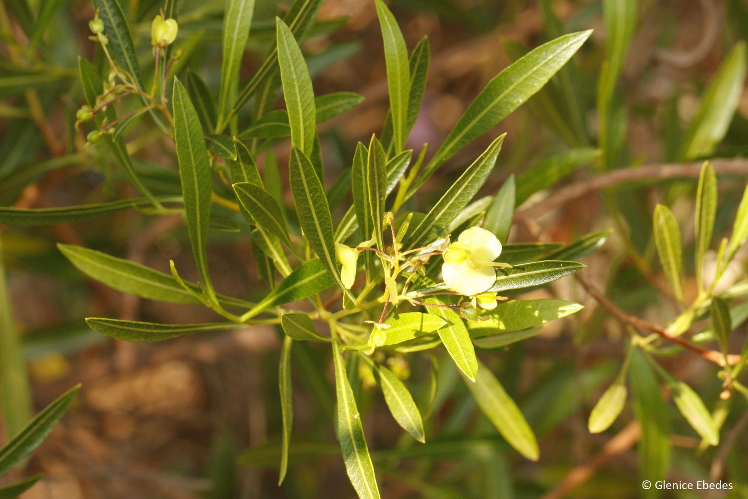 Dodonaea viscosa angustifolia - sand olive green - Store - Plant ...