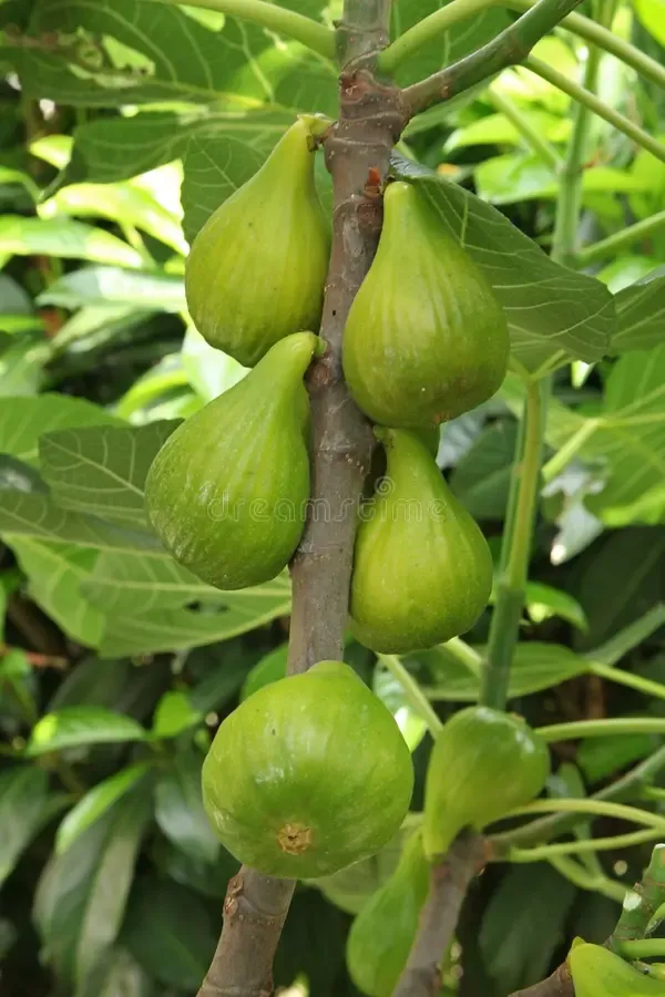 Fig Cape White - Store - Plant Growers Market