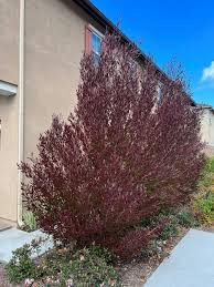 Dodonaea viscosa purpurea - sand olive purple - Store - Plant Growers ...