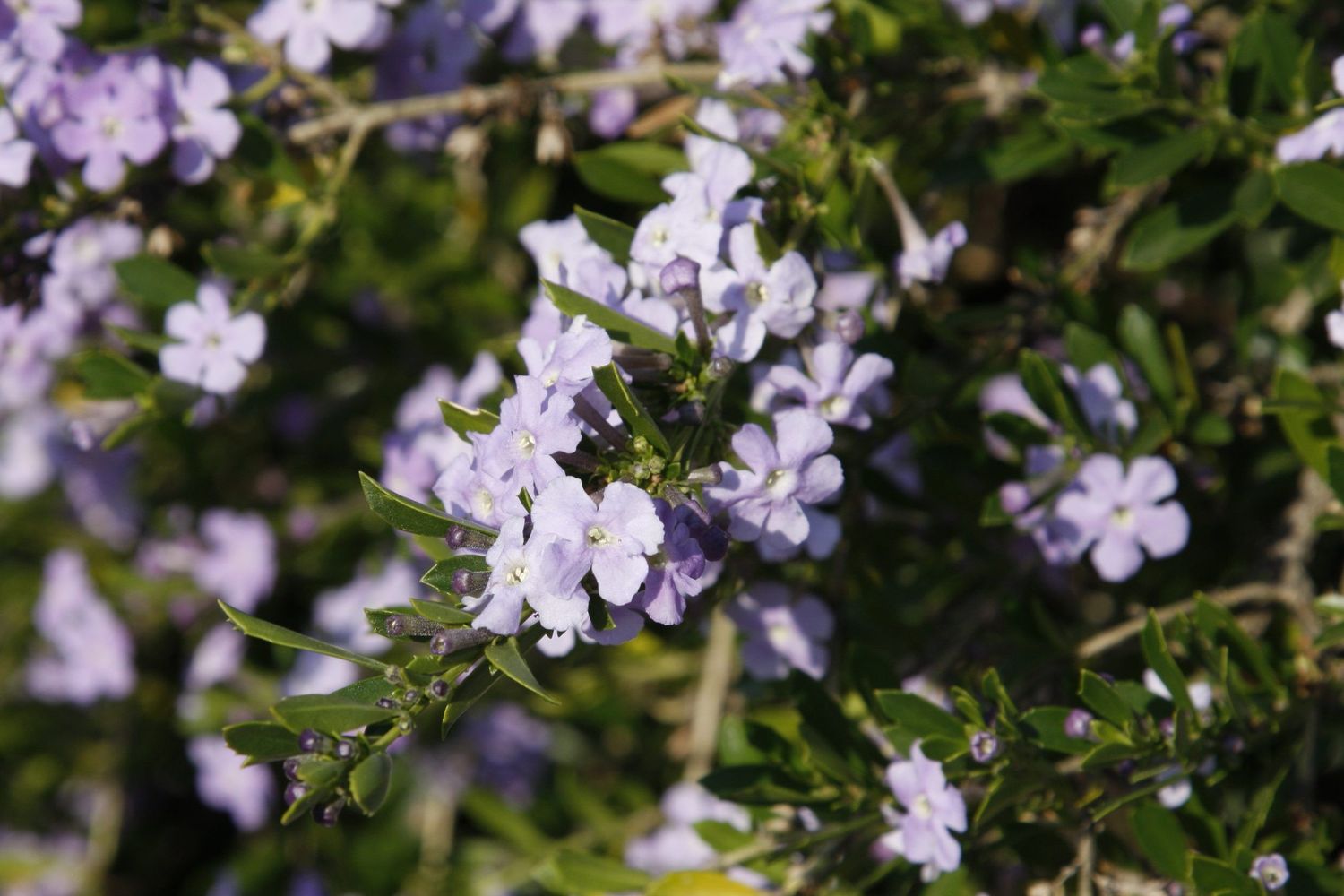 Freylinia tropica blue - Waterberg bell-bush blue - Store - Plant ...