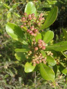 Searsia/Rhus lucida - gloss crow berry - Store - Plant Growers Market
