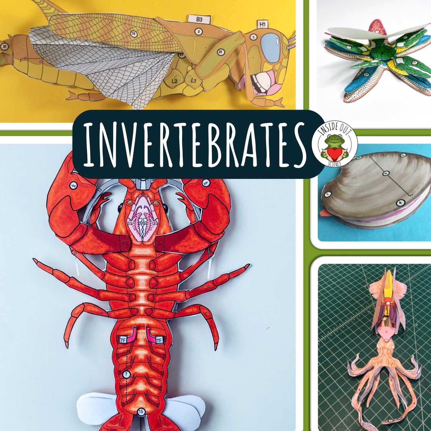 Invertebrate Models - Explore Anatomy with Dissection Models: Inside ...