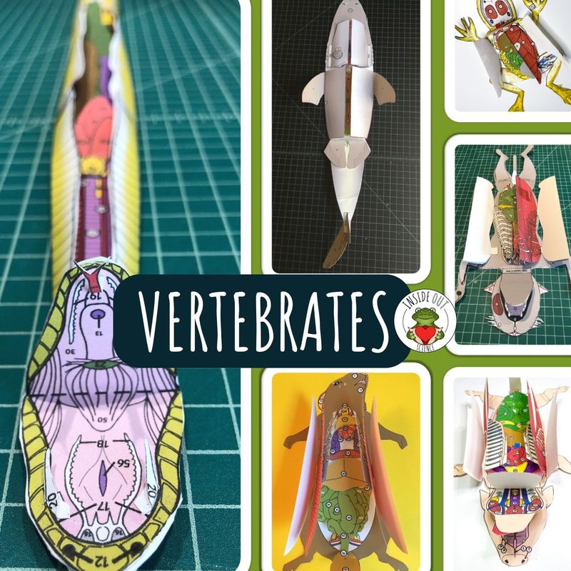 Explore Anatomy with Dissection Models: Inside Out Science