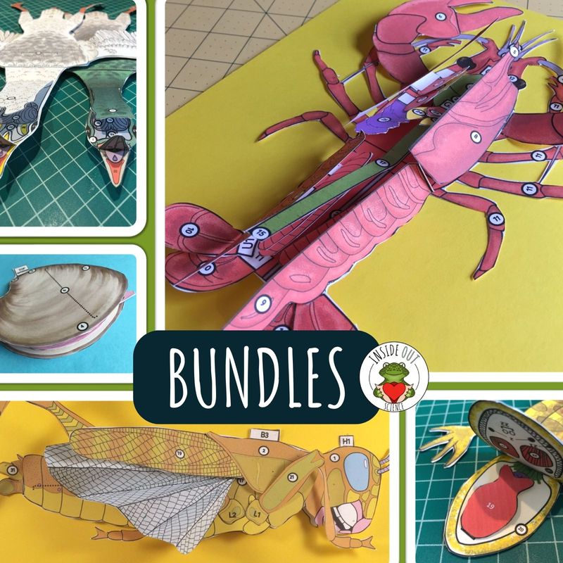 Explore Anatomy with Dissection Models: Inside Out Science