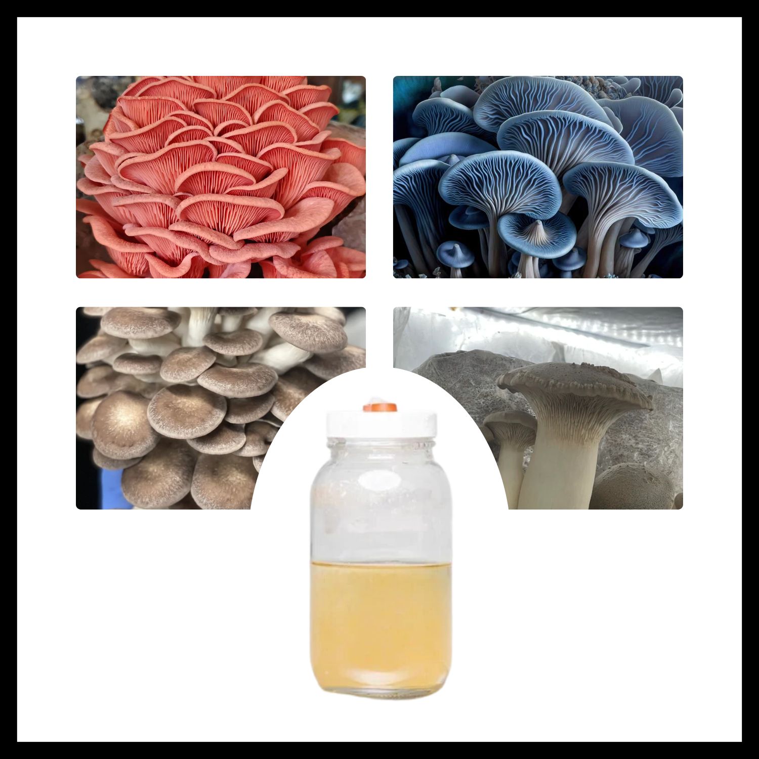 MMO Oyster Liquid Cultures