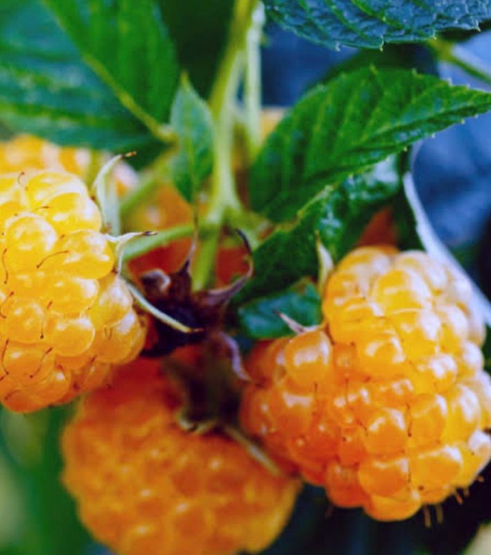 Berry
