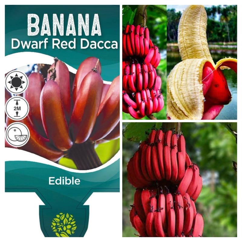 Dwarf Red Dacca Banana 5L Pot