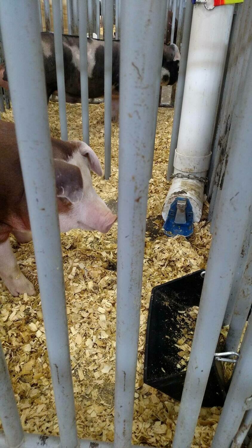 Swine and Hog Waterers and Devices | PeteCo Supply