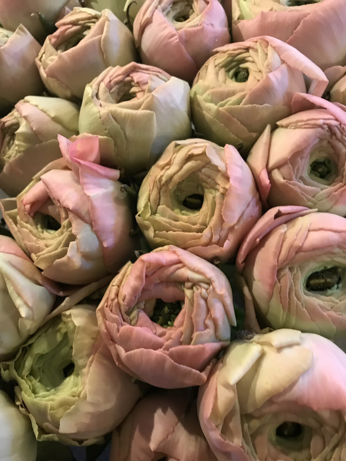 10 Ranunkeln apricot „Grand Pastell“