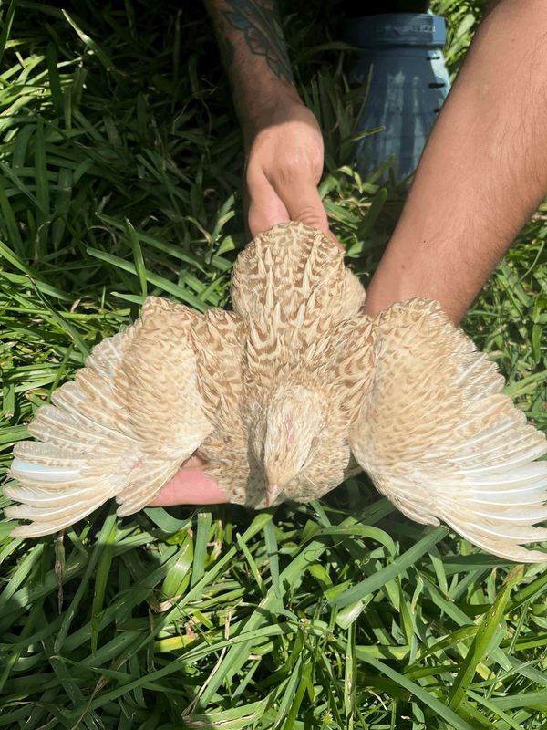 Jumbo Ginger Coturnix Quail Hatching Eggs