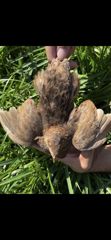 Red Range Celadon Coturnix Quail Hatching Eggs
