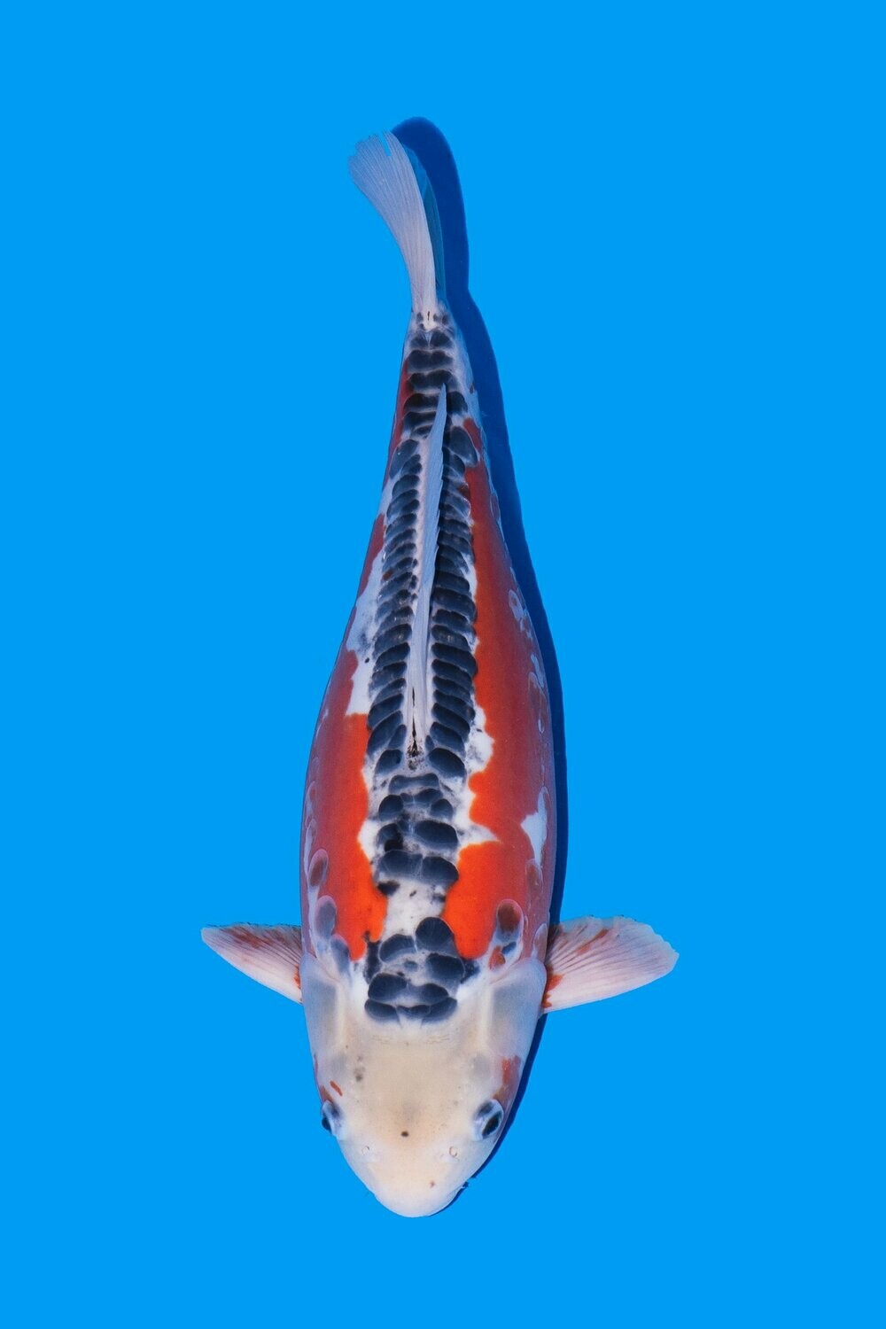 Carpe Koi Hi Shusui Éleveur Marusei ARtCANE Koi Farm