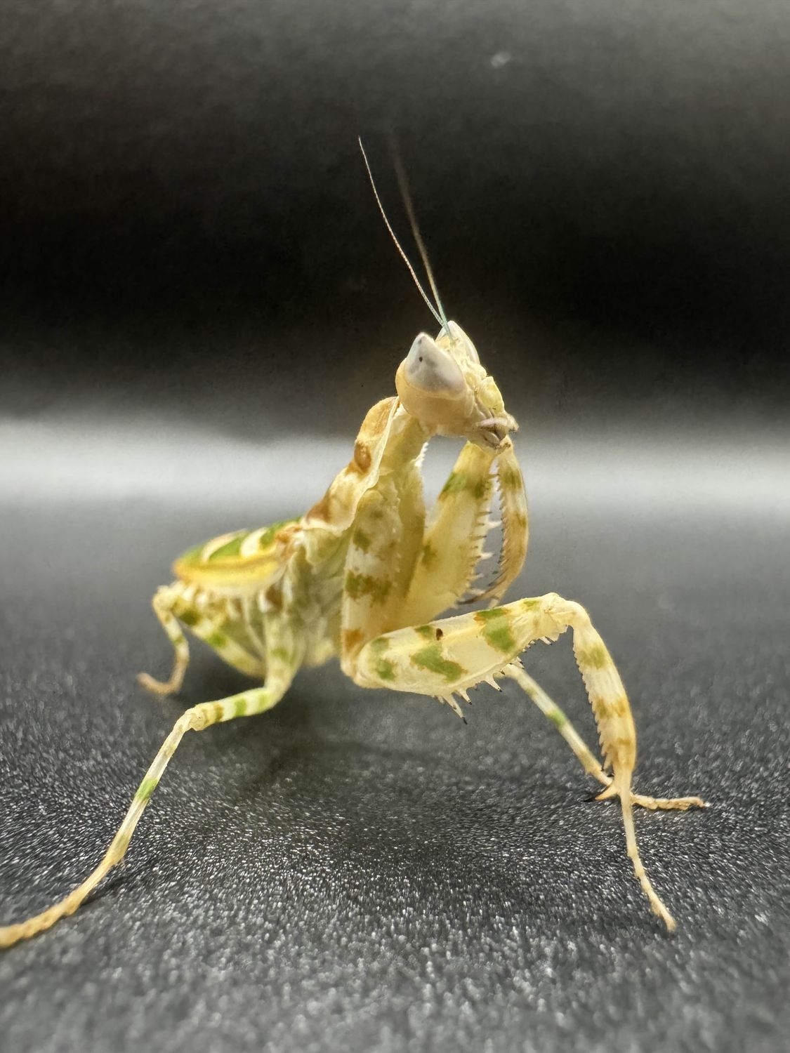 Jeweled Flower Mantis (Creobroter gemmatus) L2 - L3 - Shop - Mantismart