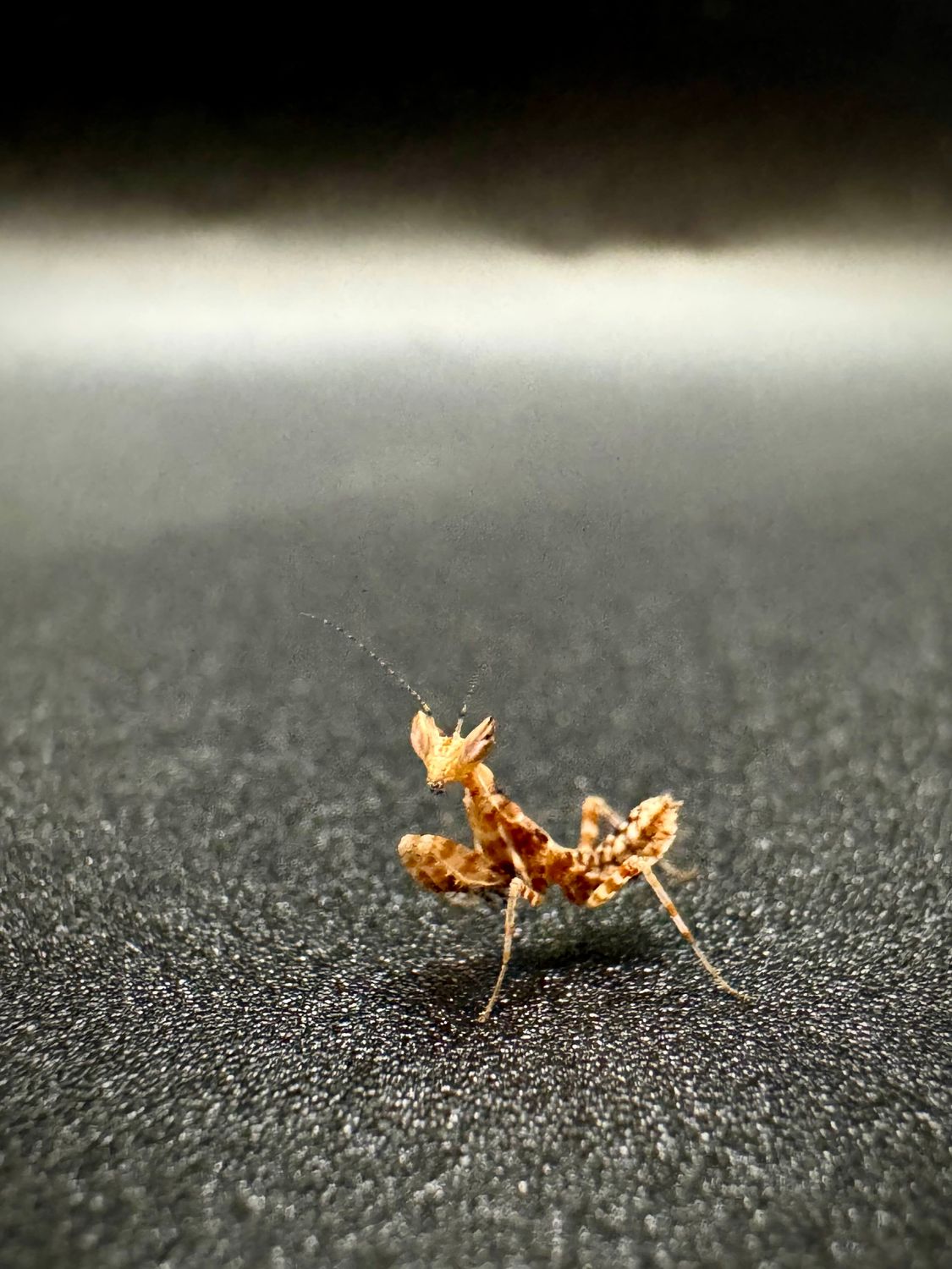 Jeweled Flower Mantis (Creobroter gemmatus) L2 - L3 - Shop - Mantismart