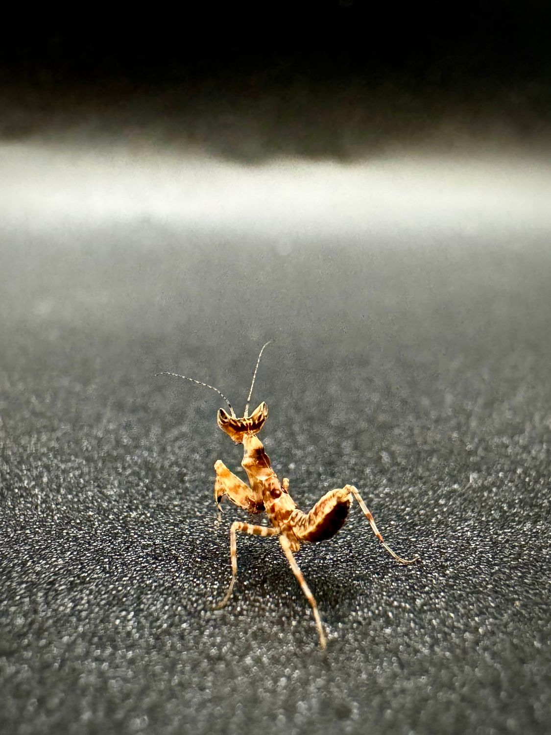 Jeweled Flower Mantis (Creobroter gemmatus) L2 - L3 - Shop - Mantismart