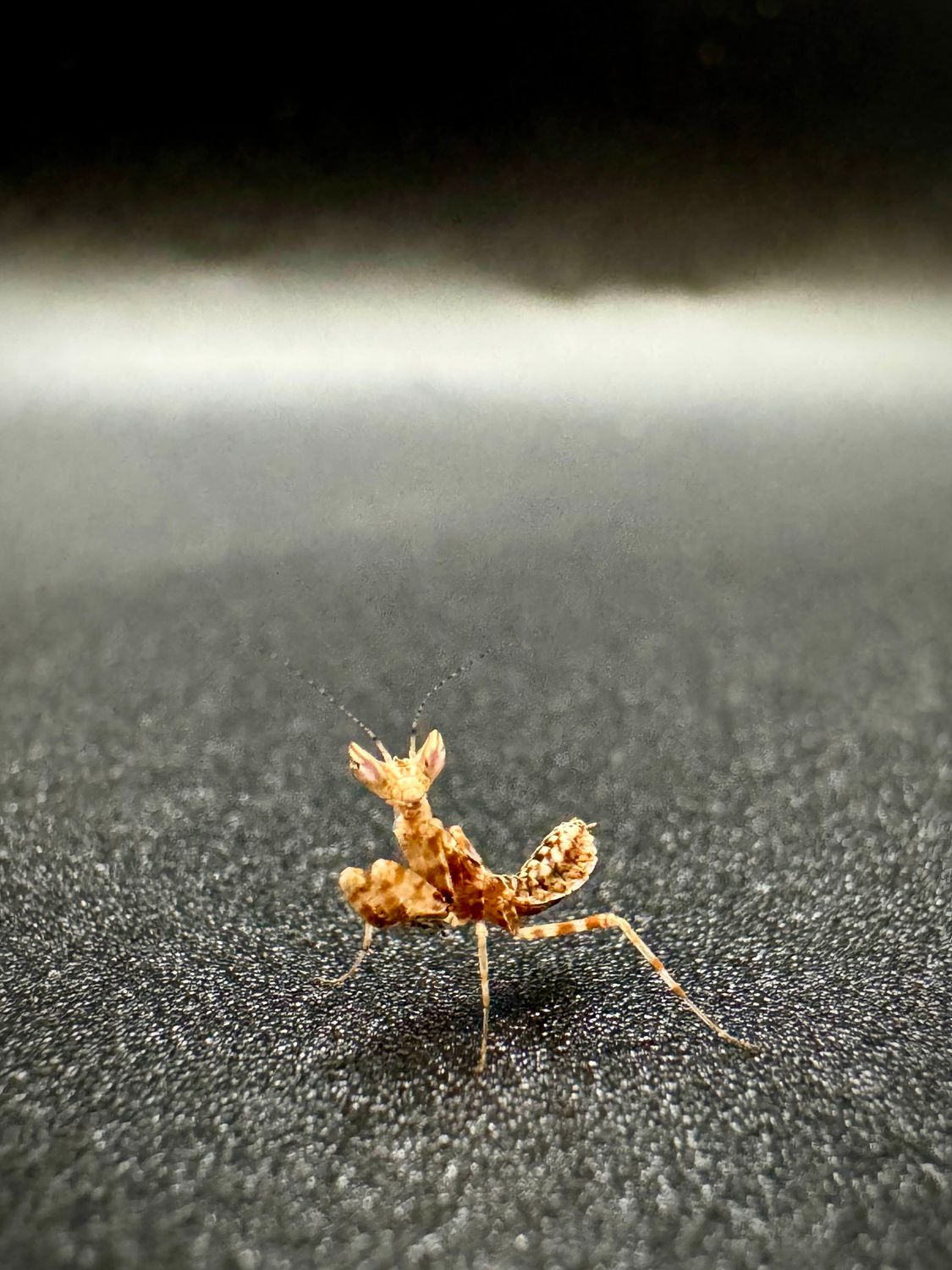 Jeweled Flower Mantis (Creobroter gemmatus) L2 - L3 - Shop - Mantismart
