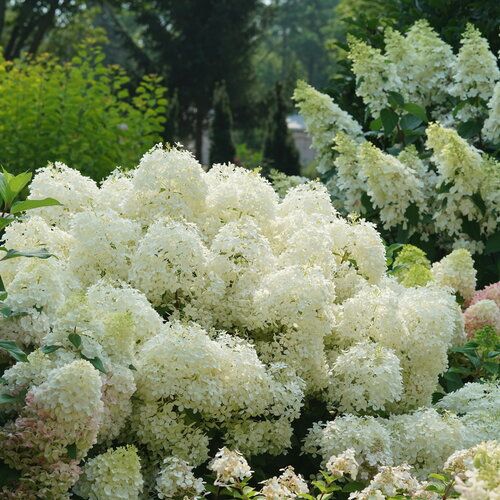 HYDRANGEA, PUFFER FISH, #3