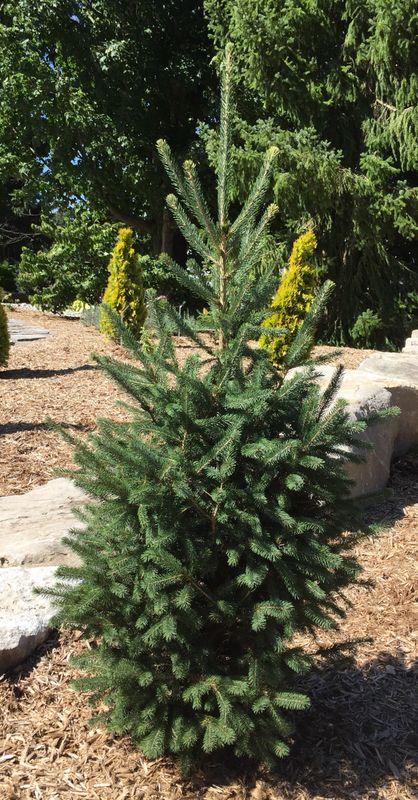 SPRUCE, NORTH POLE, #3