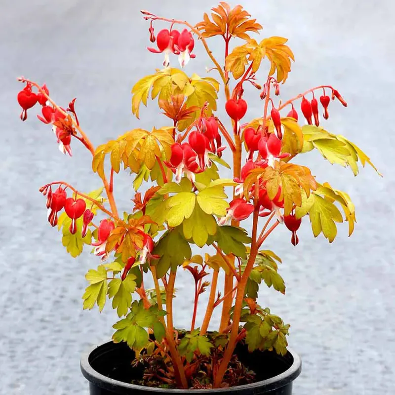 DICENTRA, BLEEDING HEART, RUBY GOLD, #1