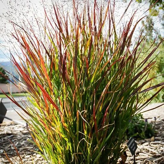 PANICUM, PRAIRIE FIRE SWITCHGRASS, #5