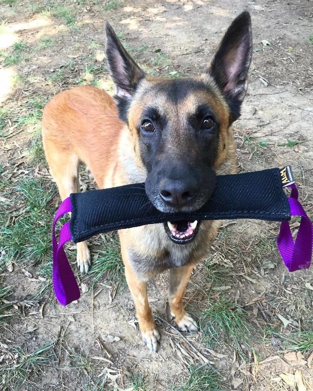 ALM Suits and K9 Equipment