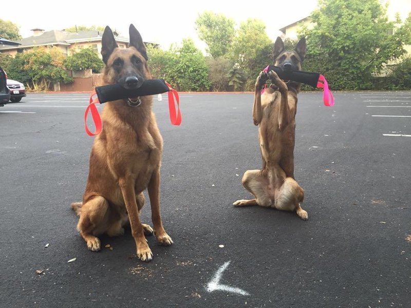 ALM Suits and K9 Equipment